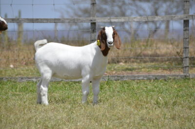 Meat Goat Breeds: A Comparison - Goat Journal